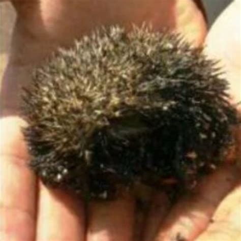 Tiny Hedgehog Soaked In Crude Oil Finds Hope In The Nick Of Time