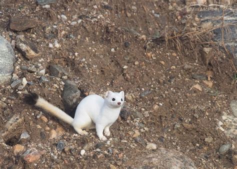 White Tailed Weasel