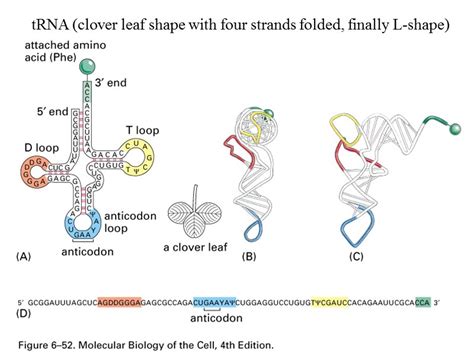 The Genetic Code The Reading Frames Trna Clover