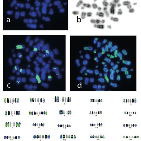 Metaphases Of S Cay Paraguay In Dapi A In Dapi Inverted B Cap A Download Scientific