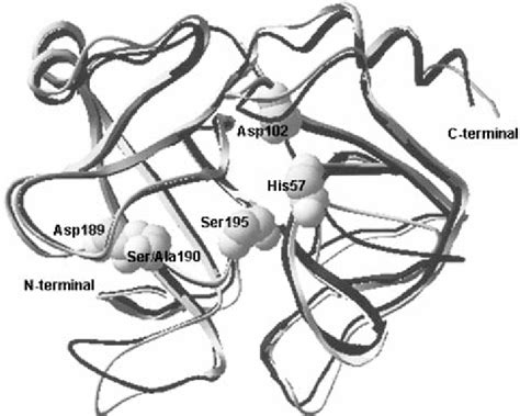 Molecular Model Of Trypsin Y Black Overlaying That Of Trypsin I Download Scientific Diagram