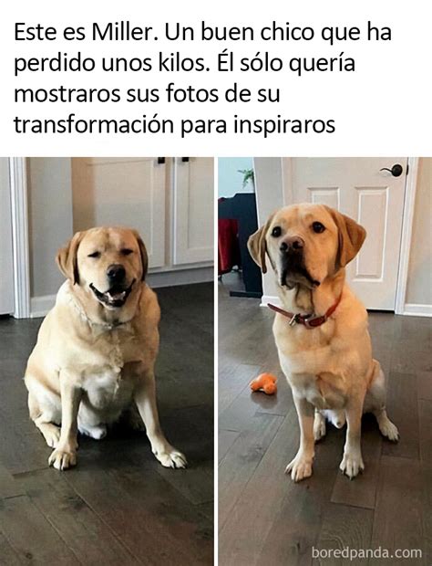 20 Divertidos Memes Sobre Perros Con Los Que Todo Dueño Se Identificará