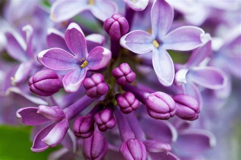 Violet Flower Symbolism In The Poem