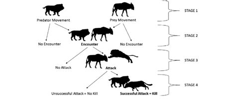 Schematic Diagram Showing The Four Stages Of The Predation Process Download Scientific Diagram