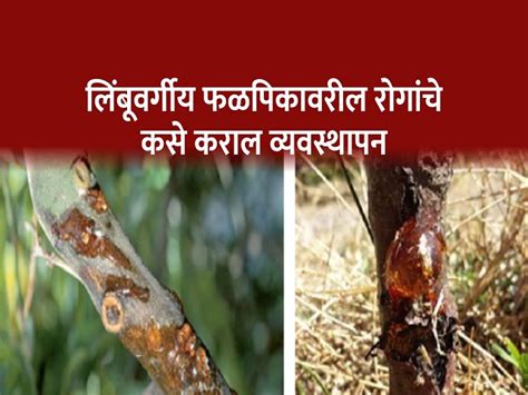 लिंबूवर्गीय फळबागेतील खोड्कुज मुळकुज व डिंक्या रोगाचे व्यवस्थापन