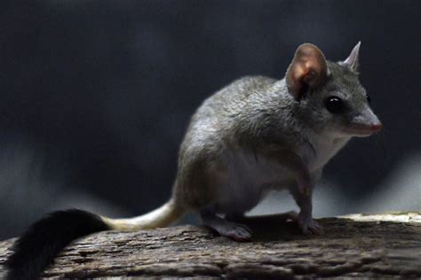 Животные Похожие На Крыс Фото — Фото Картинки