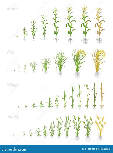 Growth Stages Of Rice Plant Rice Increase Phases Vector Illustration