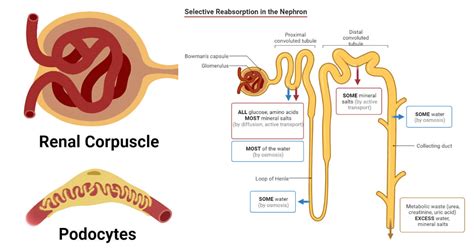 What Is Ultrafiltration A Level Biology At Blake Bittinger Blog