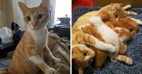 Womans Porch Visits By Pregnant Cat Seeking Adoption Topmedia