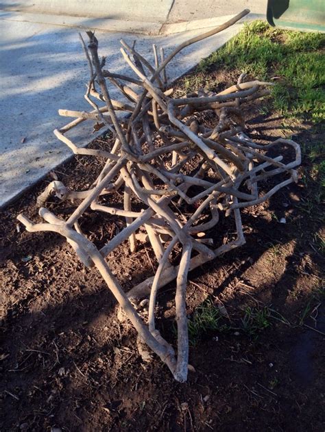 Hard Pruning Lantana