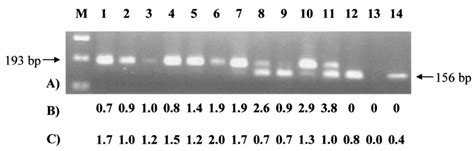 Interaction Between Log 10 Dilutions Of T Gondii Oocyst Dna And Download Scientific Diagram