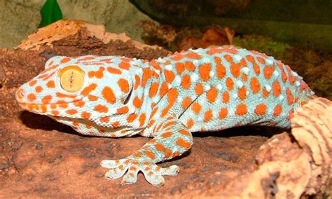 Geko