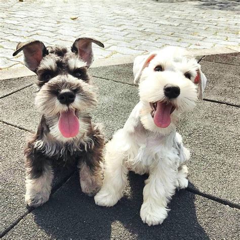 3947 Likes 58 Comments Schnauzer World® Schnauzerworld On