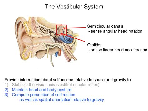 Vestibular Gland Function