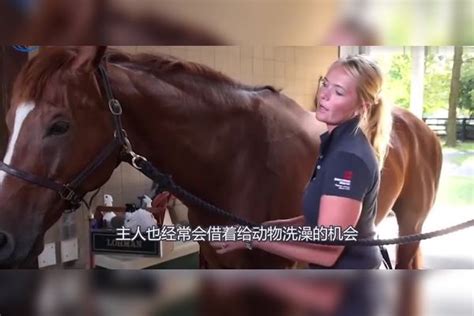 女主人给马洗澡洗着洗着马就不老实了眼前这一幕真不敢久看 马就 敢久 女主人
