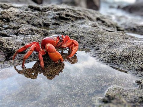 Christmas Island And The Red Crab Migration In Pictures