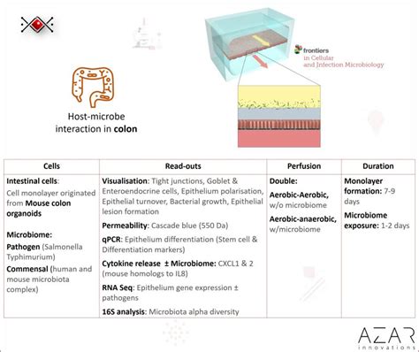 Organ On A Chip Micropysiological Systems Colon Host Microbe Interaction