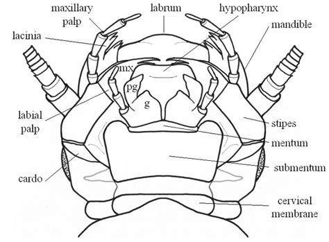 Praying Mantis Anatomy Diagram Wiring Diagram Pictures