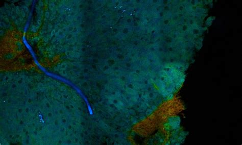 Multiphoton Microscopy Hamamatsu Photonics