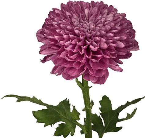 Download Pink Lorax Mums Disbud Ball Pink Full Size Png Image Pngkit