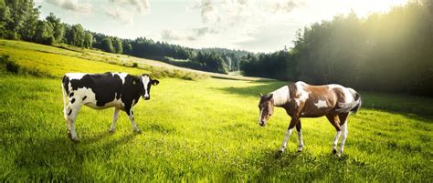 Working Cow Horse Saiba Mais Sobre A Modalidade E Veja Dicas Para