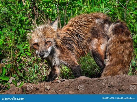 Red Fox Vixen Vulpes Vulpes Closeup With Kit In Background Stock