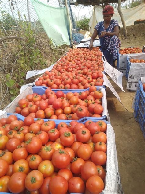 Purnendu Kumar On Linkedin Given The Opportunity And Support Farmers