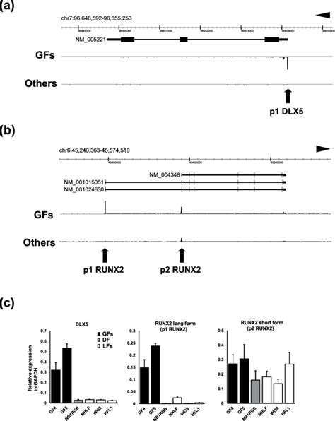 a cage peaks of 6 gfs and 33 other fibroblasts visualized by the