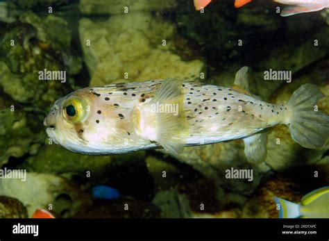 Orbicular Burrfish Cyclichthys Orbicularis Bird Beak Burrfish Side