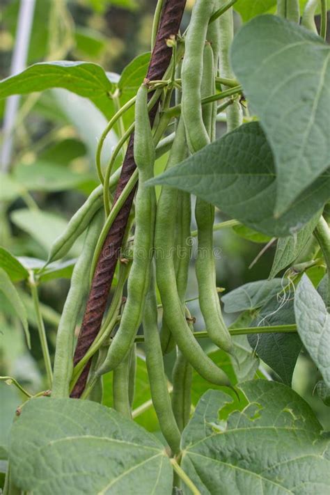 A Growing String Bean On A Branch In The Garden Stock Image Image Of Delicious Diet 310720617