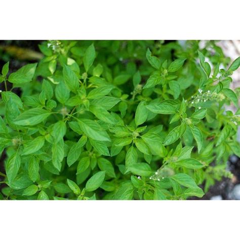 Lime Basil