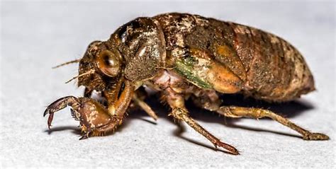 Bug With Claws Bugguidenet