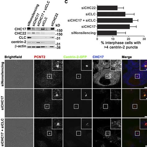 Depletion Of Chc17 Clathrin Amplifies Mitotic Centrosome Number And