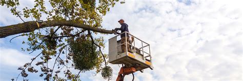 Tree Service Insurance In Texas McKnight Insurance
