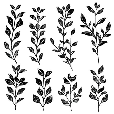 Thyme Leaf Flat Vector Linea Set Illustration High Quality Premium Ai
