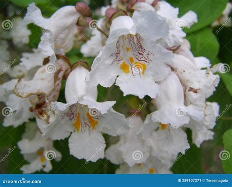 Catalpa Classe Bignoniaceae Immagine Stock Immagine Di Naughty