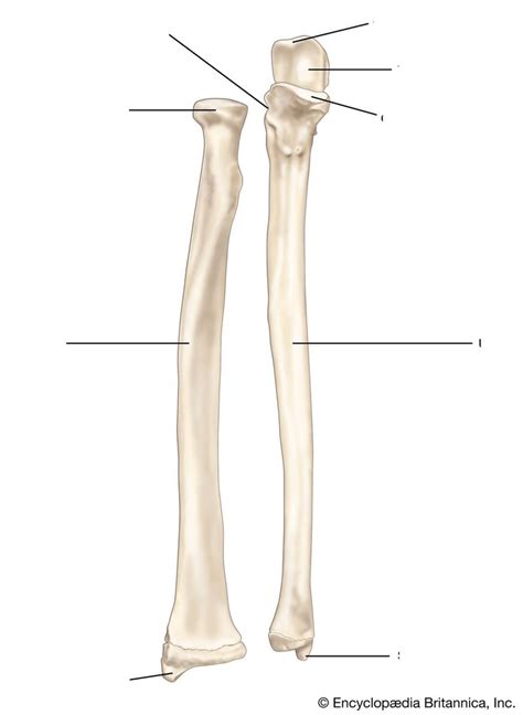 Ulna Labelling Diagram Quizlet