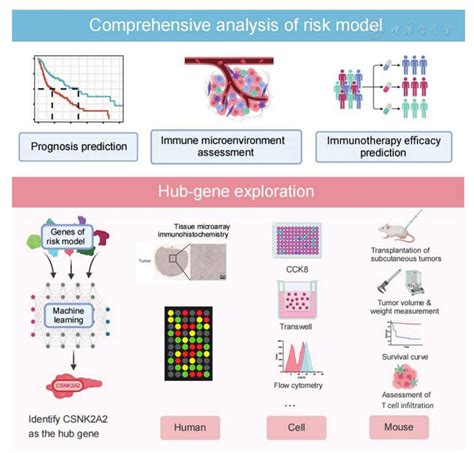 Role Of Mitophagy In Head And Neck Squamous Cell Carcinoma Prognosis