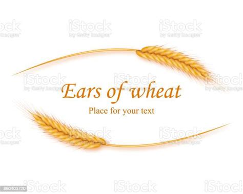 텍스트에 대 한 공간을 가진 백색 배경에 밀의 현실적인 귀 벡터 일러스트는 시리얼의 가을에 대한 스톡 벡터 아트 및 기타 이미지 가을 건초 식물 계절 Istock