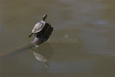 Small Turtle Basking In The Sunlight With Full Reflection Stock Image