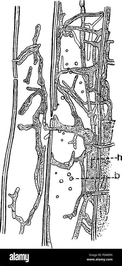 This Text Explores Fungal Diseases Affecting The Common Larch Including Detailed Examinations