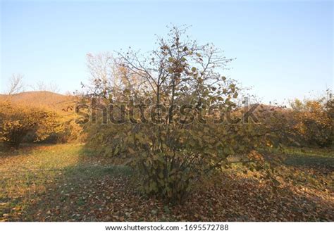 1386 Cobnut Tree Royalty Free Photos And Stock Images Shutterstock
