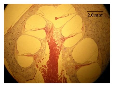 Of The 3d Computational Model A Details Of The Anatomical Features Download Scientific