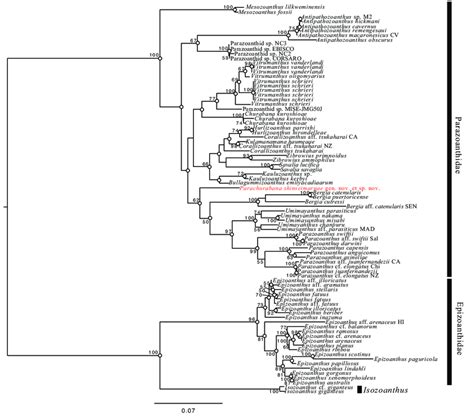 maximum likelihood tree based on combined dataset of coi 12s rdna