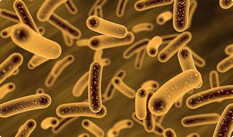 16s Its等扩增子测序 锐翌生物 中国肿瘤精准检测与肠道健康整体解决方案领军企业