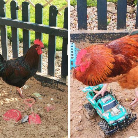 Hybrid Cockerels British Hen Welfare Trust