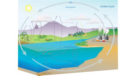 Carbon Cycle Drawing ~ Cycle Carbon Illustration Vector Dekorisori