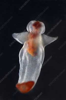 Naked Sea Butterfly Stock Image C Science Photo Library