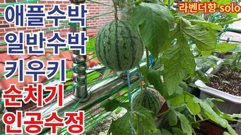베란다 텃밭에서 일반 수박 애플 수박 키우기 왕초보 농사꾼의 수박 키우는 일기장 Youtube