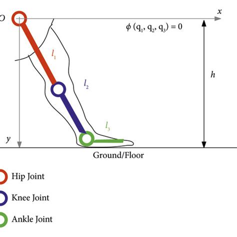 Motion Of Lower Limb Of Human And Exoskeleton In Constraint Motion Download Scientific Diagram